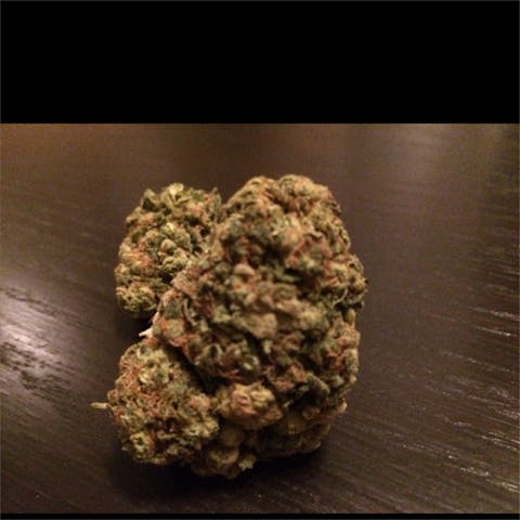 CBD Shark aka Shark Shock CBD, CBD Shark Shock Weed Strain Information ...