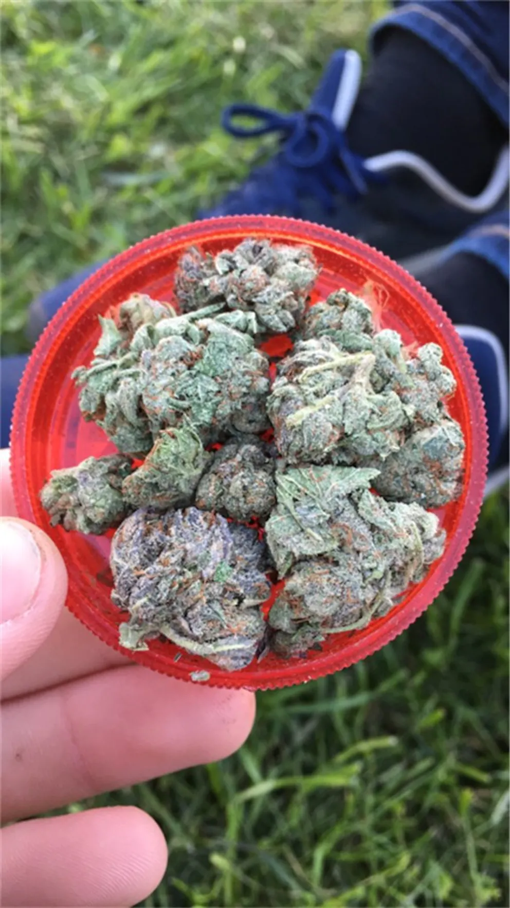 Photos of Charlie Sheen Weed Strain Buds | Leafly