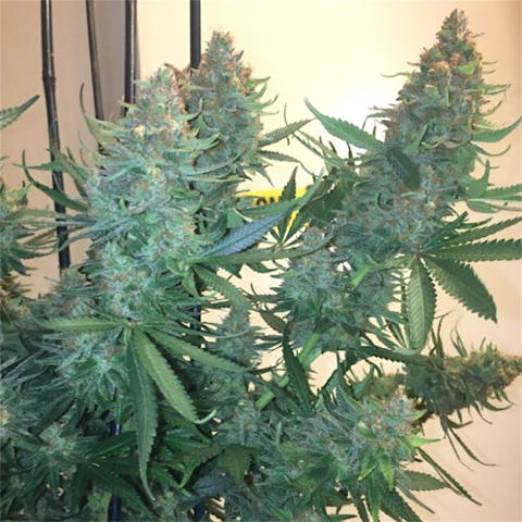 Cheese Candy Weed Strain Information | Leafly