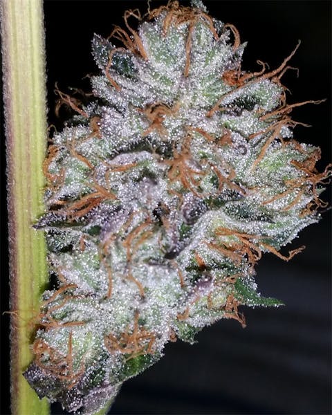 Chemdawg #4 aka Chemdog 4, Chemdawg 4, Chemdawg #4 Weed Strain ...