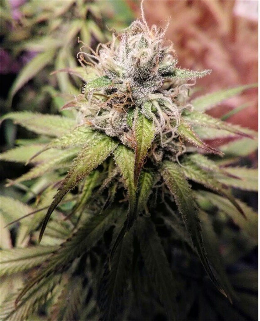 Photos of Chernobyl Weed Strain Buds | Leafly