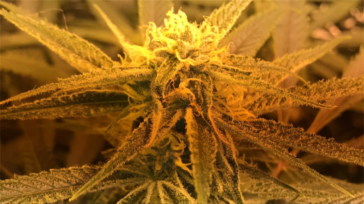 Photos of Chernobyl Weed Strain Buds | Leafly