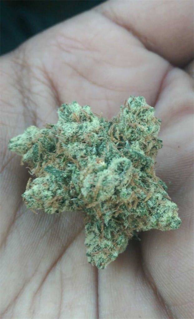 Photos of Cherry Bomb Weed Strain Buds | Leafly