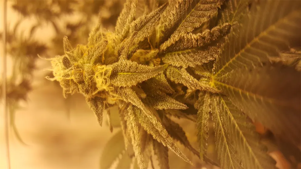 Photos of Cherry Cream Pie Weed Strain Buds | Leafly