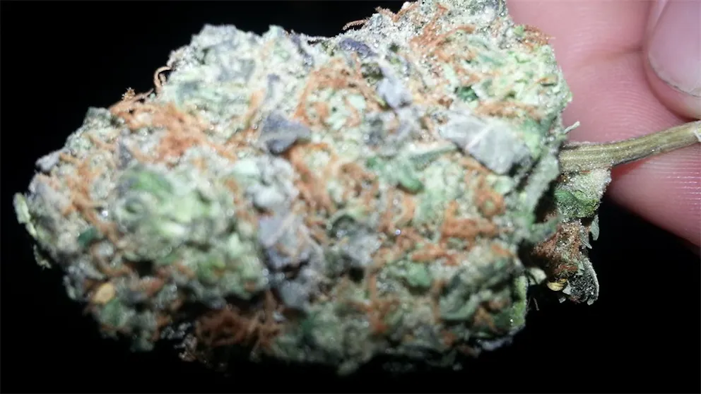 Photos of Cherry Cola Weed Strain Buds | Leafly