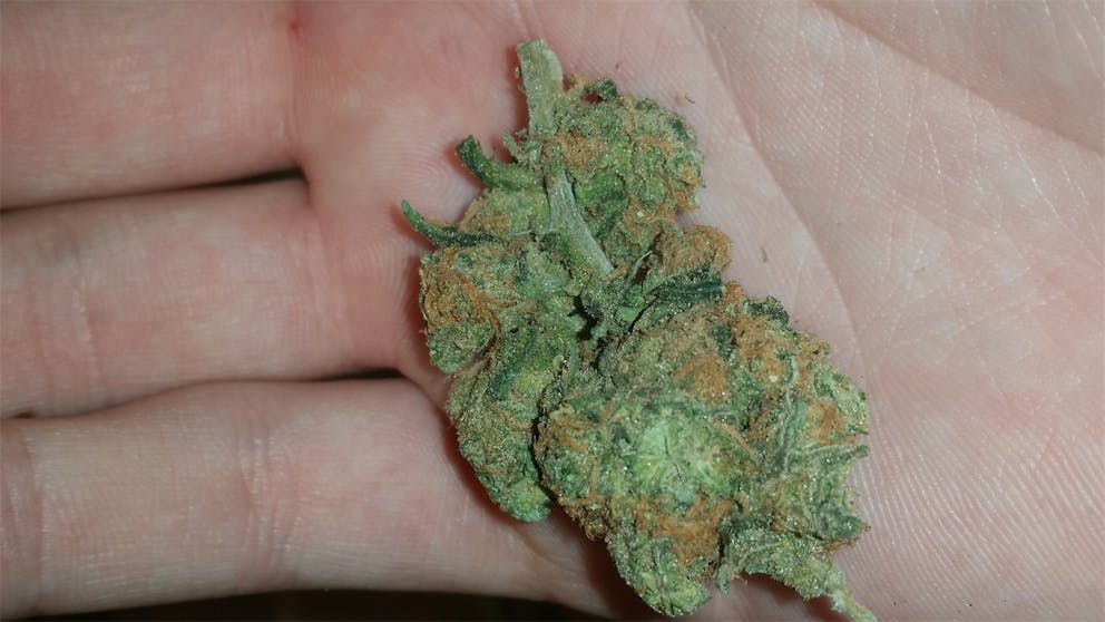 Photos of Cherry Limeade Weed Strain Buds | Leafly