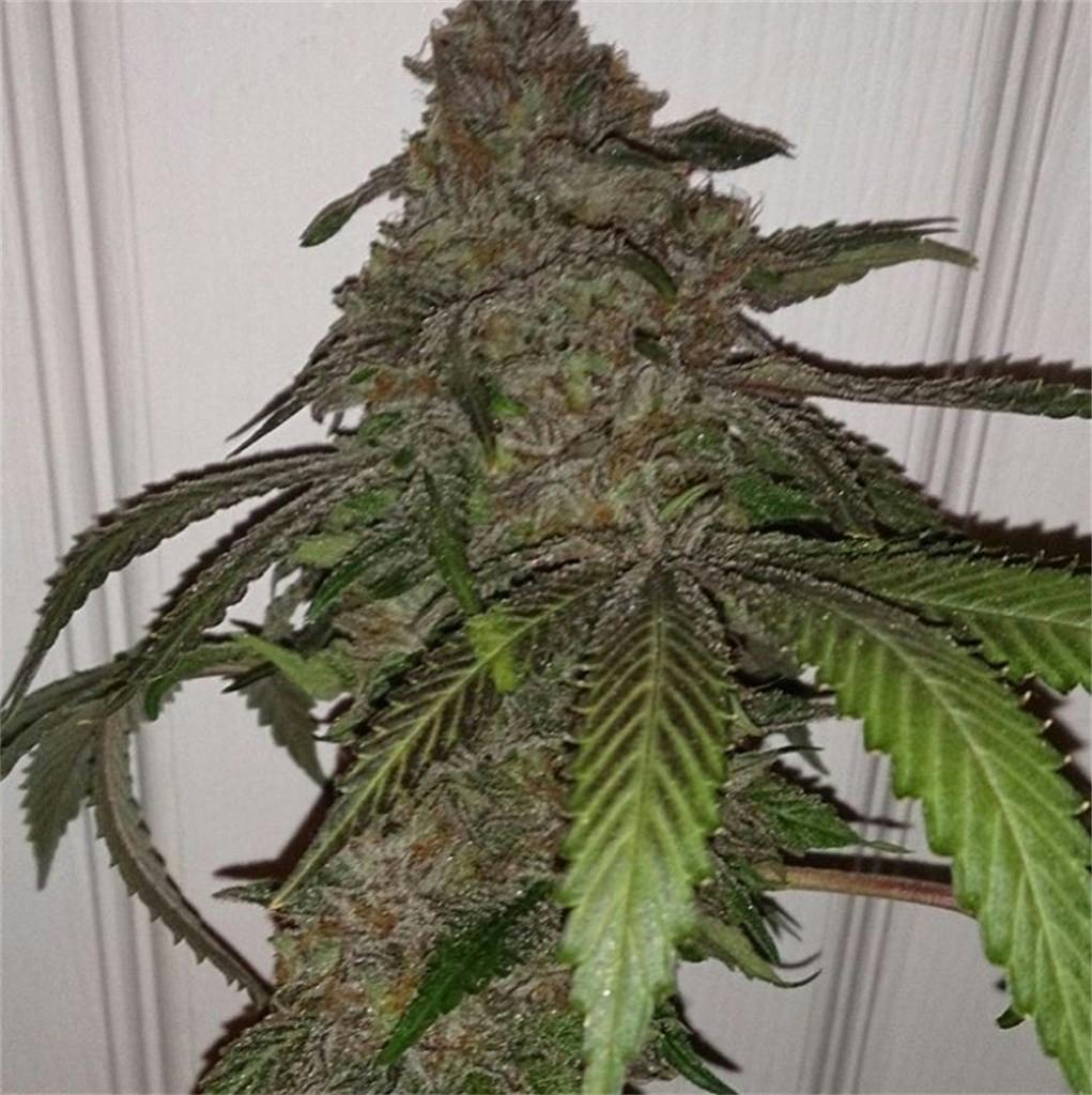 Cherry Sauce Weed Strain Information | Leafly