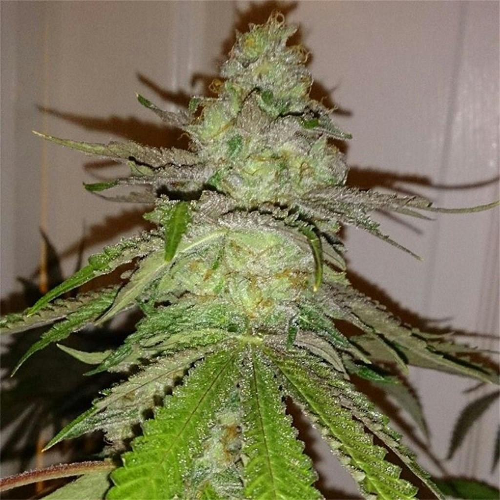 Cherry Sauce Weed Strain Information | Leafly