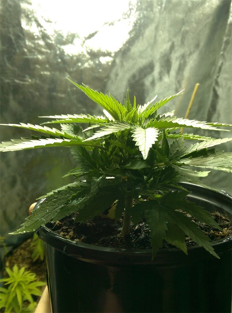 China Yunnan Weed Strain Information | Leafly