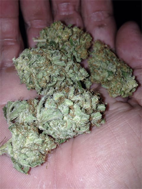 Chocolope Kush Weed Strain Information | Leafly