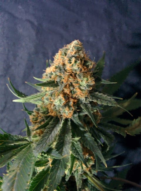 Chronic Thunder aka Kronic Thunder Weed Strain Information | Leafly