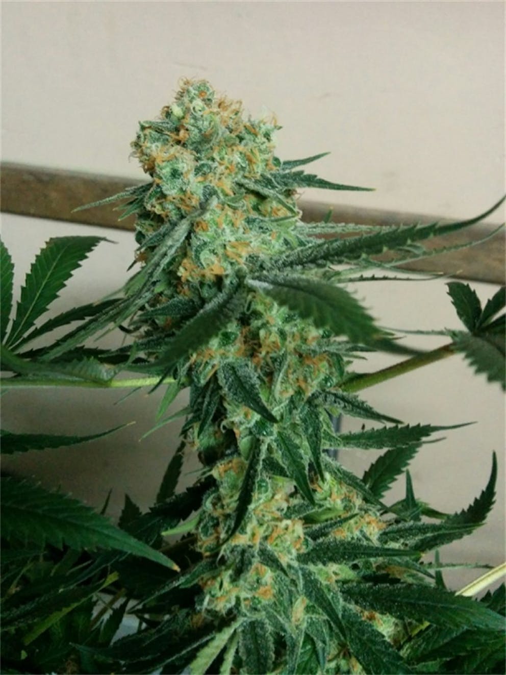 Photos of Chronic Thunder Weed Strain Buds | Leafly