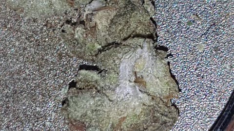 Chronic Weed Strain Information | Leafly