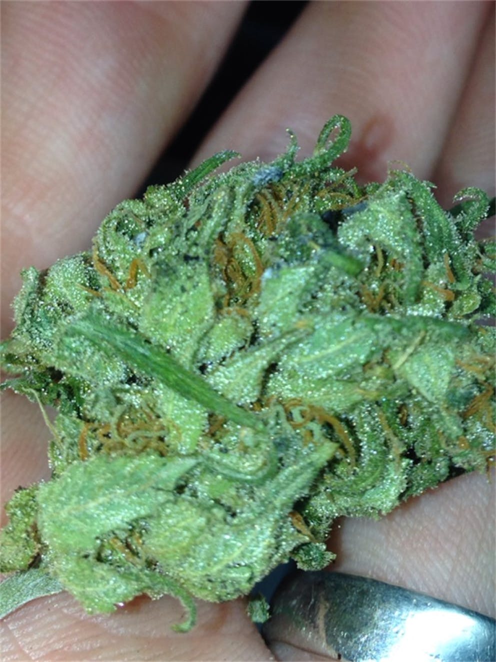 Photos of Chucky's Bride Weed Strain Buds | Leafly