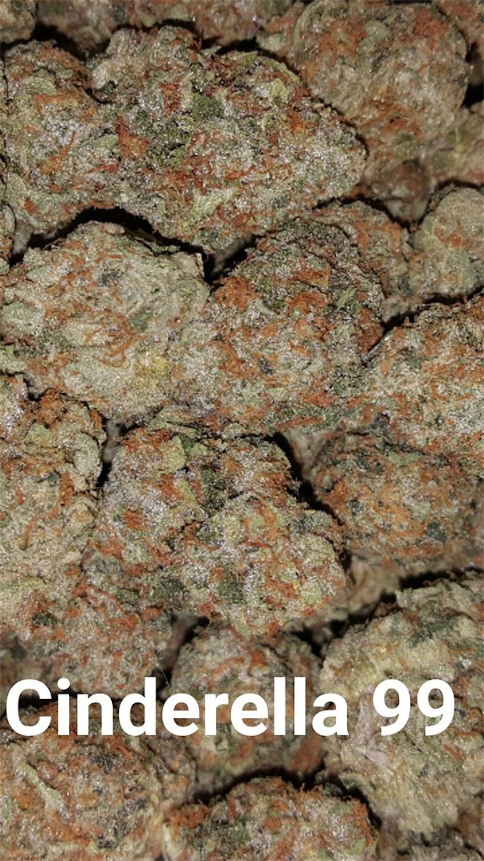 Photos of Cinderella 99 Weed Strain Buds | Leafly