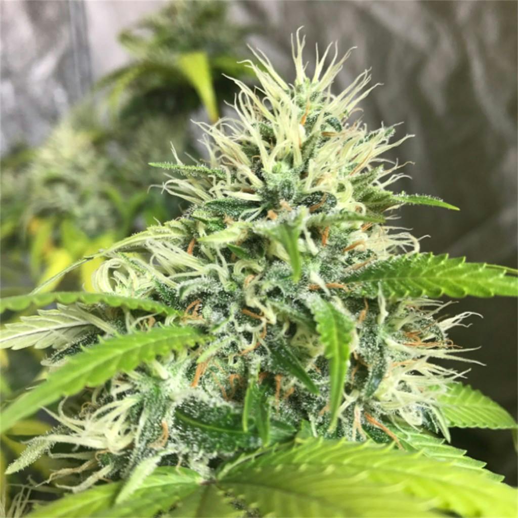 Cinderella 99 aka C99, Cindy 99, Cindy Weed Strain Information | Leafly