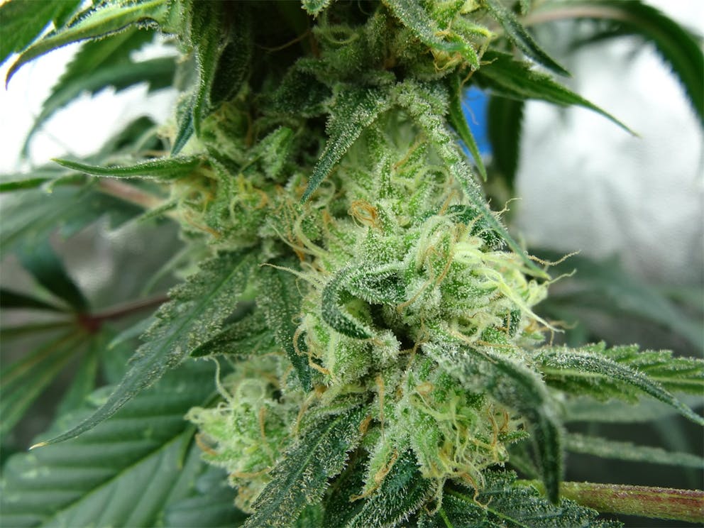 Photos of Citrus Sunshine Haze Weed Strain Buds | Leafly