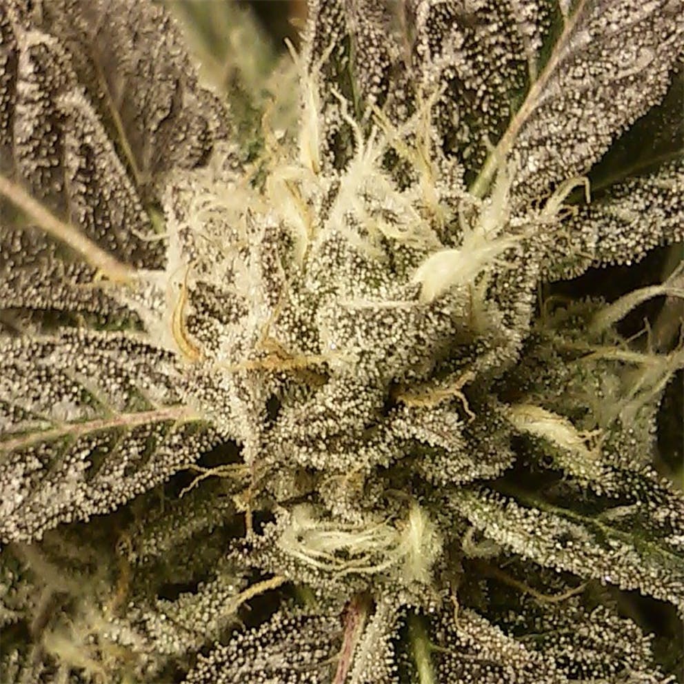 Photos of Cookie Monster Weed Strain Buds | Leafly