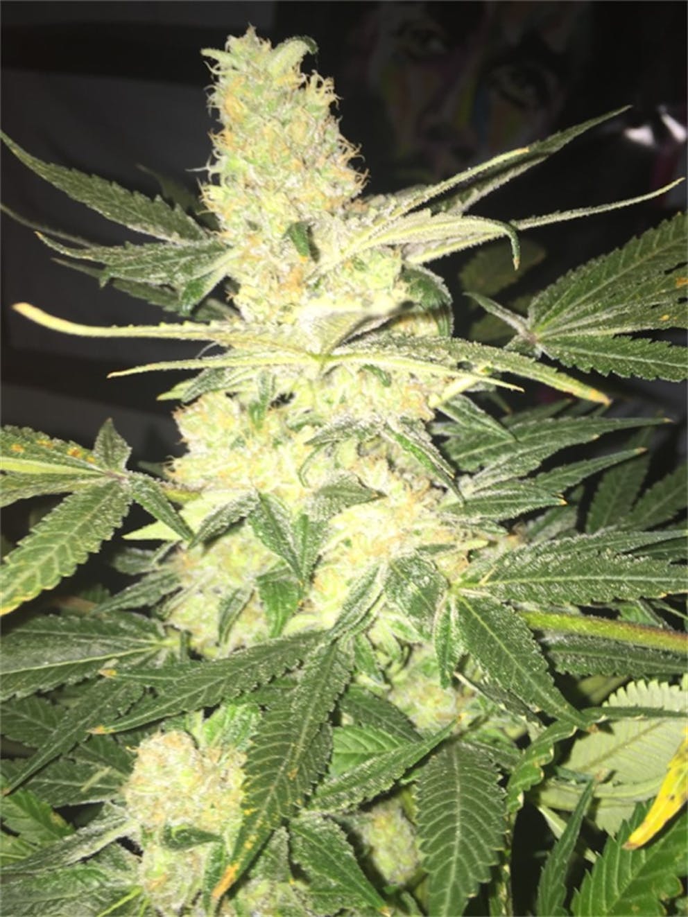 Photos of Critical 47 Weed Strain Buds | Leafly