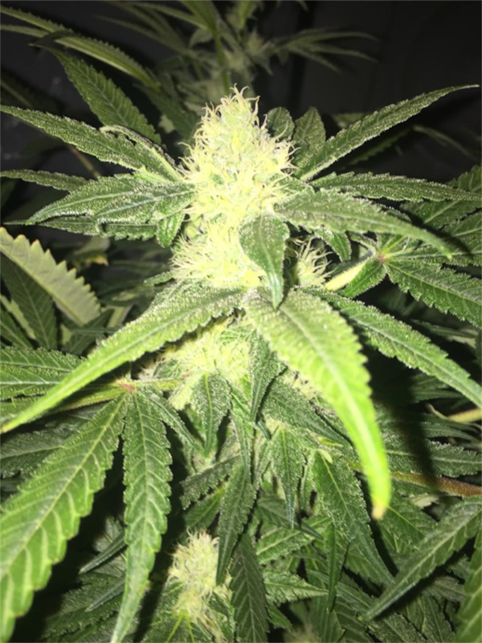 Photos of Critical 47 Weed Strain Buds | Leafly