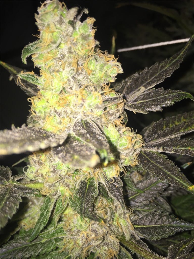 Critical 47 Weed Strain Information | Leafly