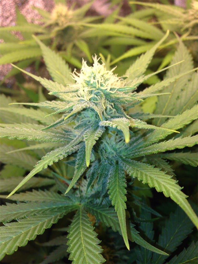 Photos of Critical Cheese Weed Strain Buds | Leafly