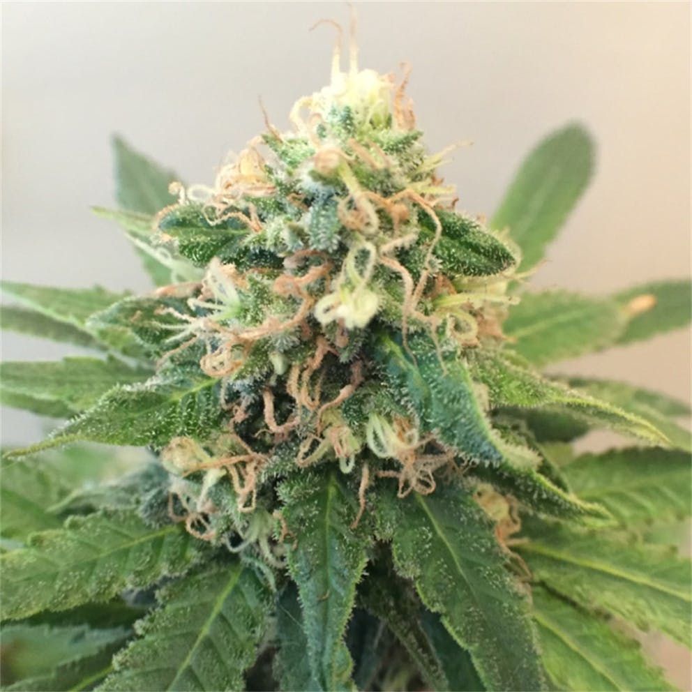 Photos of Critical Hog Weed Strain Buds | Leafly