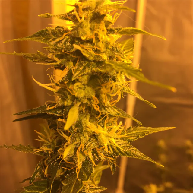 Photos of Critical Mass Weed Strain Buds | Leafly