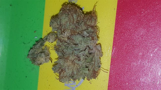 Photos of Critical Mass Weed Strain Buds | Leafly