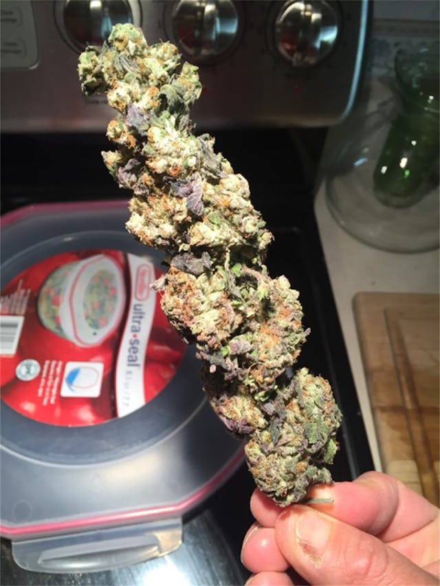 Photos of Critical Mass Weed Strain Buds | Leafly