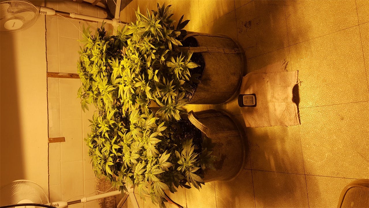 Photos of Critical Mass Weed Strain Buds | Leafly