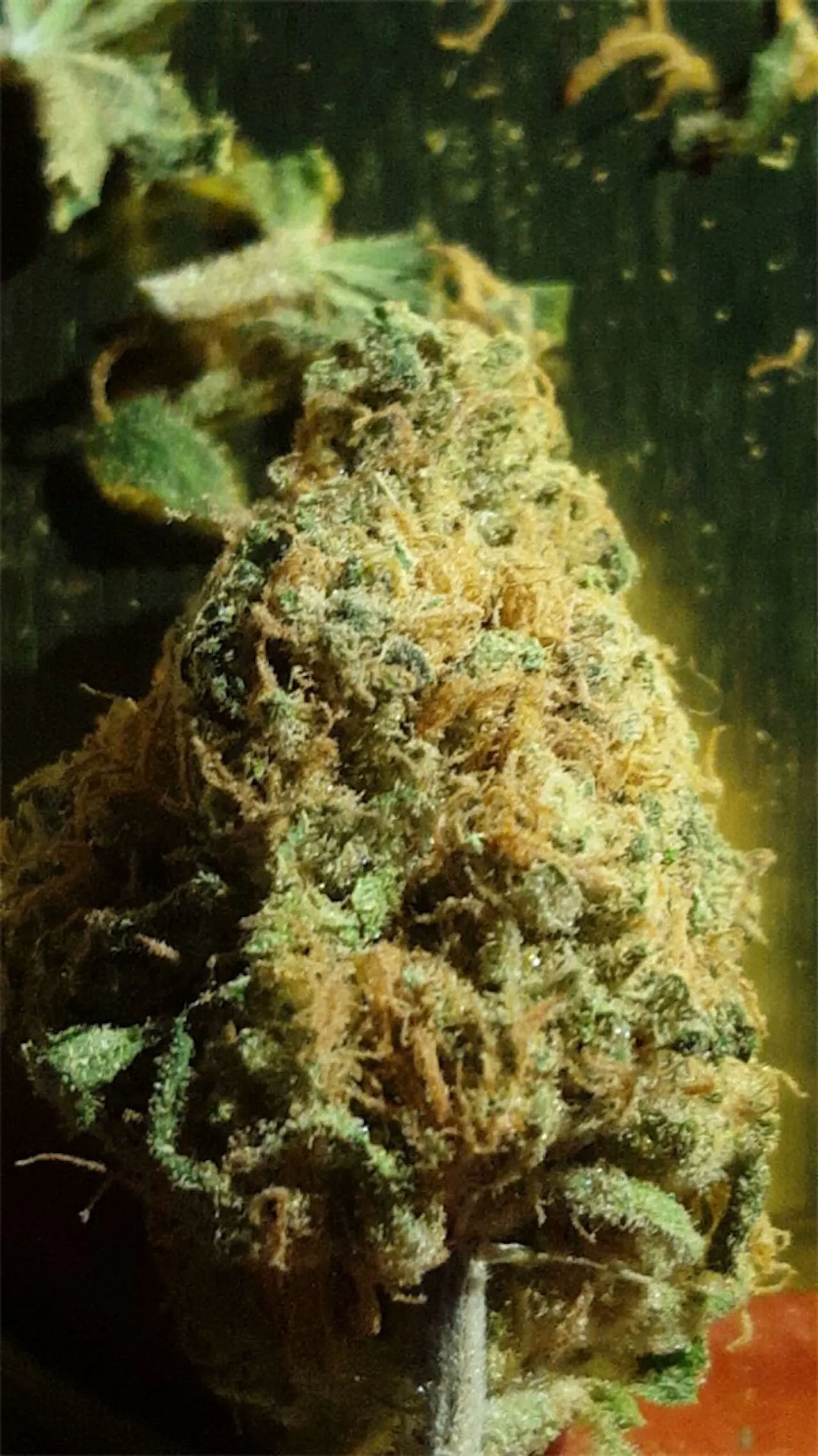 Photos of Critical Mass Weed Strain Buds | Leafly