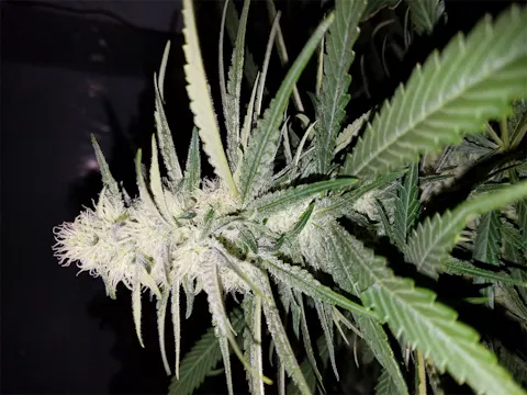 Critical Sensi Star Weed Strain Information | Leafly