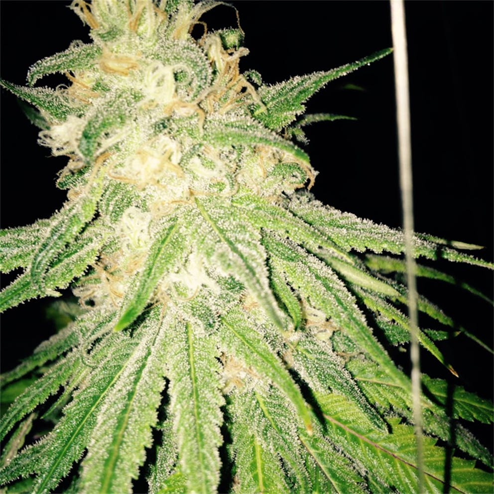 Photos of Dairy Queen Weed Strain Buds | Leafly