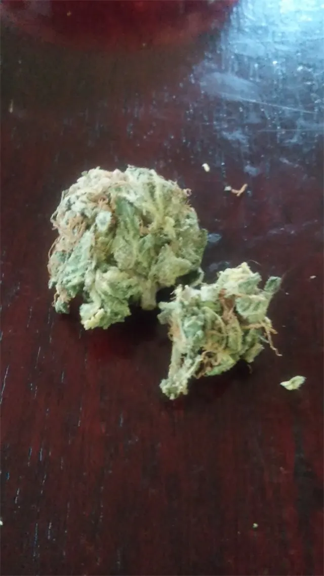 Photos of Day Tripper Weed Strain Buds | Leafly