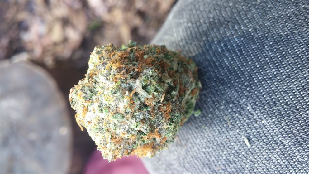 Photos of Death Bubba Weed Strain Buds | Leafly