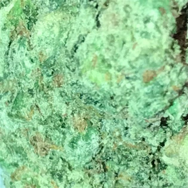 Photos of Death Star Weed Strain Buds | Leafly