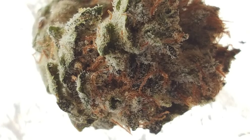 Photos of Death Star Weed Strain Buds | Leafly