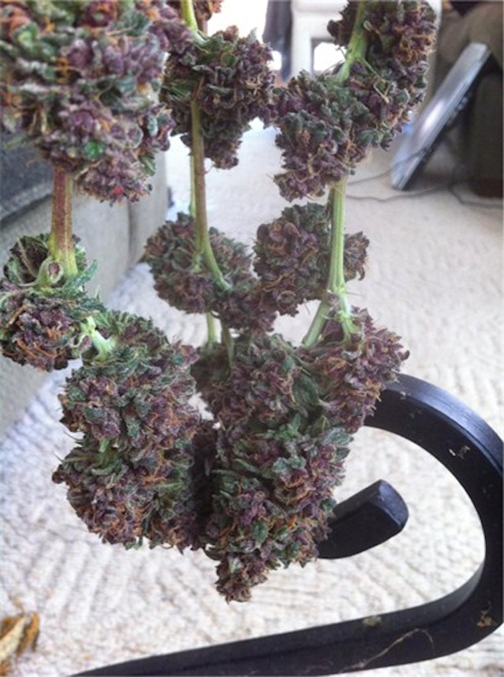 Photos of Deep Purple Weed Strain Buds | Leafly