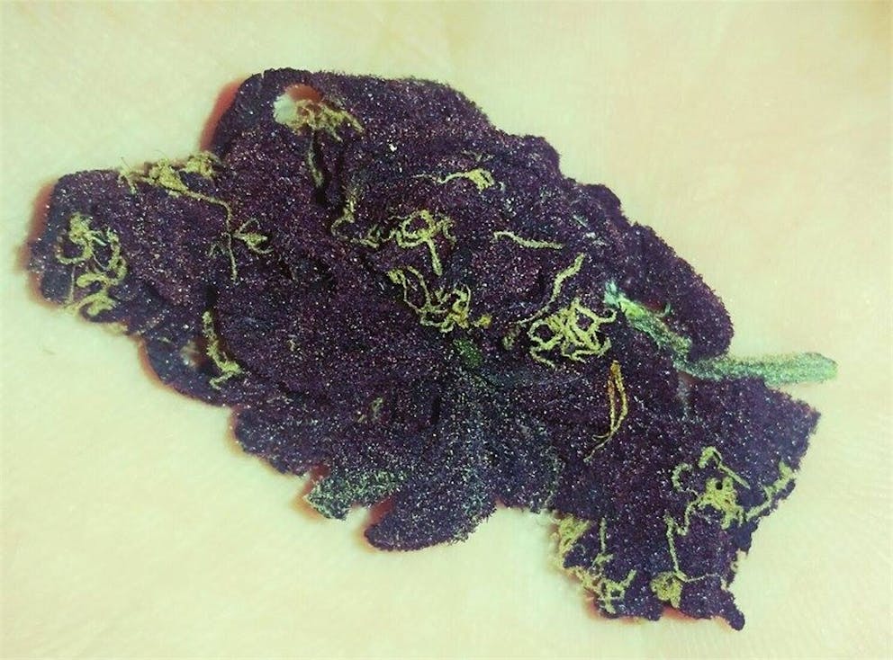 Photos of Deep Purple Weed Strain Buds | Leafly