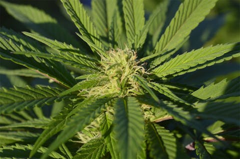 DJ Short Blueberry aka True Blueberry Weed Strain Information | Leafly