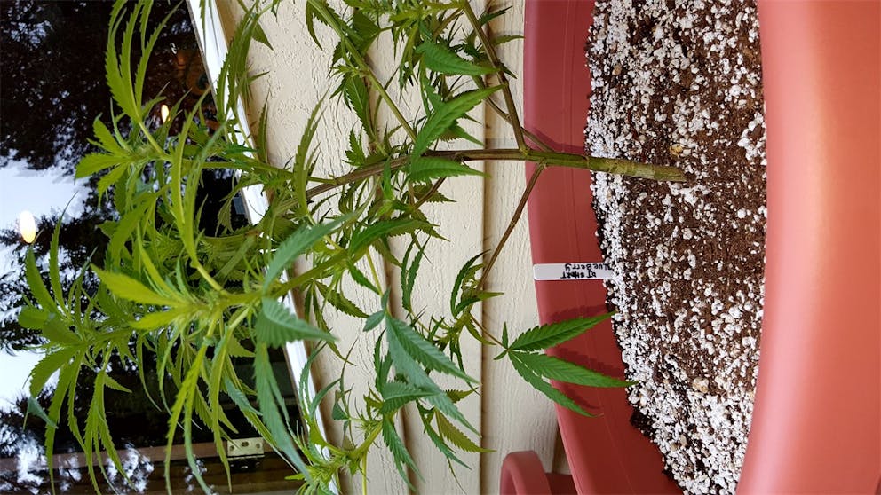 Photos of DJ Short Blueberry Weed Strain Buds | Leafly