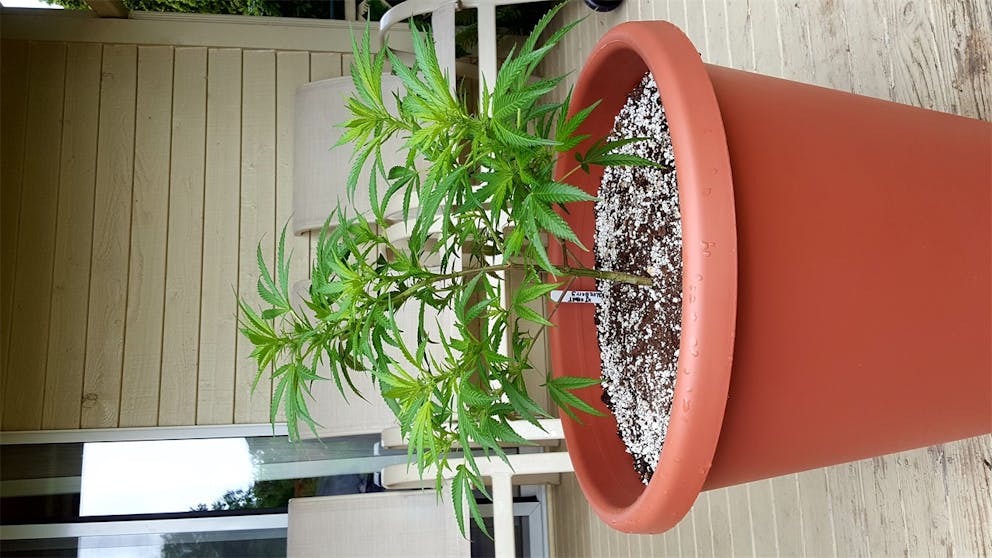 Photos of DJ Short Blueberry Weed Strain Buds | Leafly