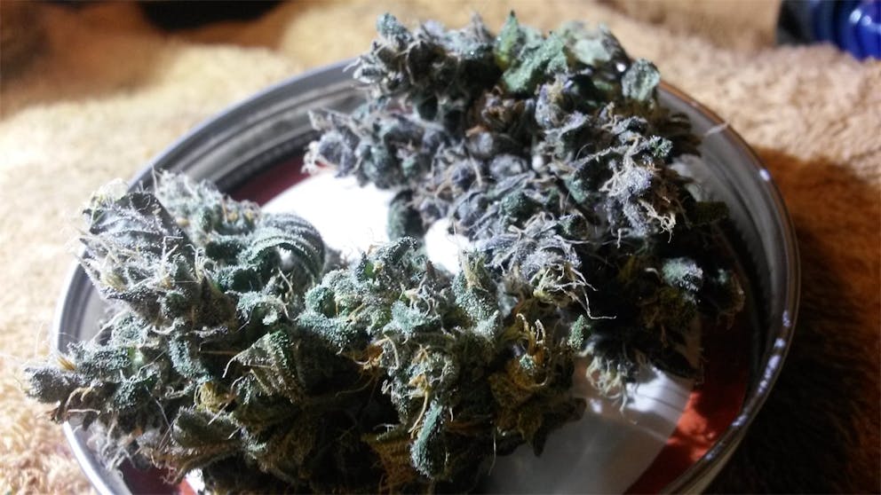 Photos of DJ Short Blueberry Weed Strain Buds | Leafly