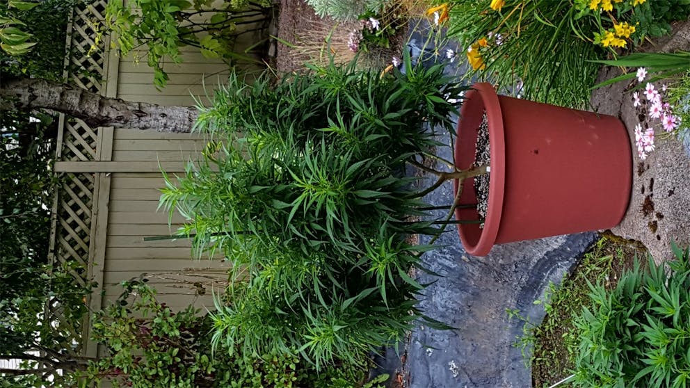 Photos of DJ Short Blueberry Weed Strain Buds | Leafly