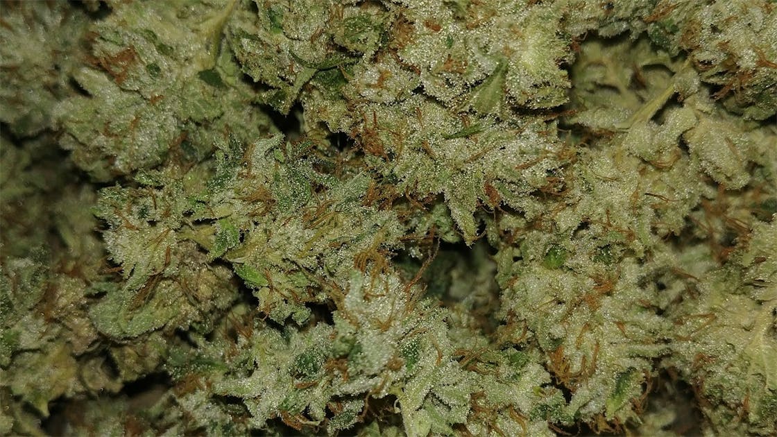 Photos of Dogwalker OG Weed Strain Buds | Leafly