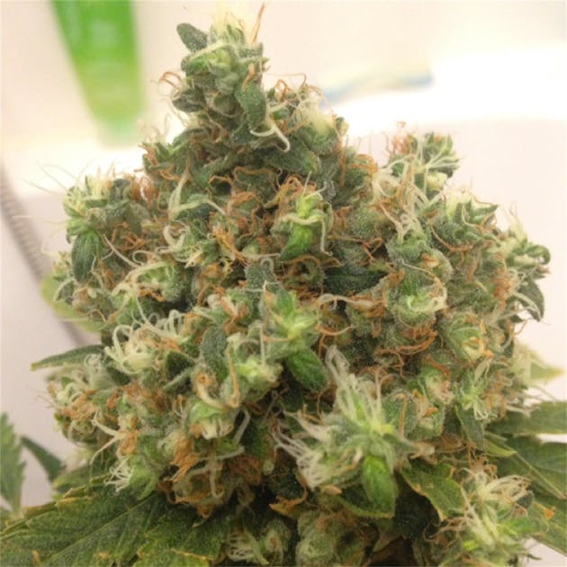 Photos of Double Dutch Weed Strain Buds | Leafly