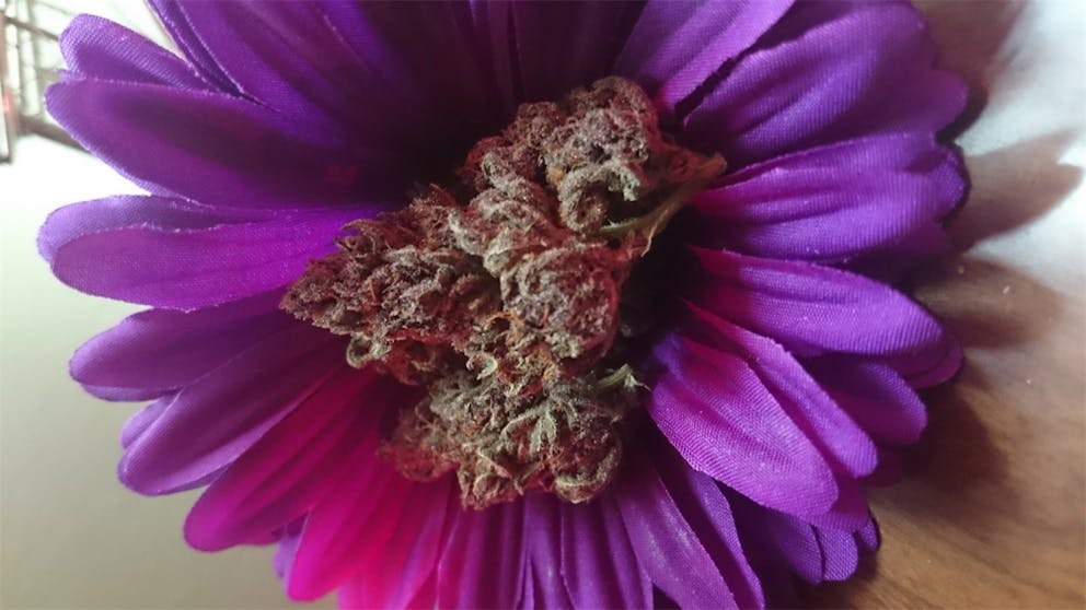 Photos of Double Purple Doja Weed Strain Buds | Leafly