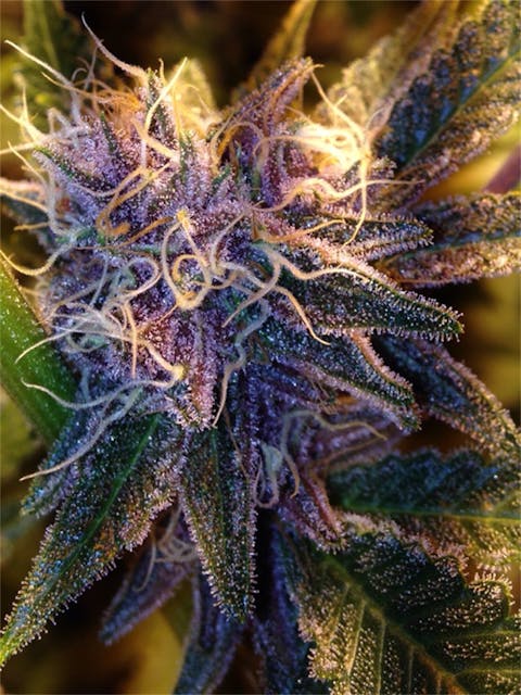 Double Purple Doja aka Purple Doja, Double Doja Weed Strain Information ...