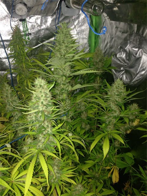 Dr. Grinspoon aka Lester Grinspoon, Doctor Grinspoon Weed Strain ...